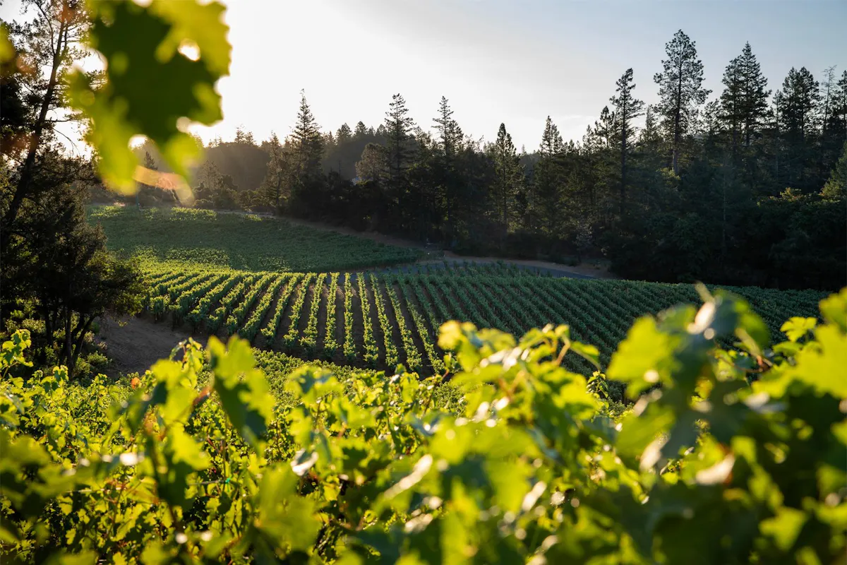 CADE Estate Winery - Angwin, CA | Tock