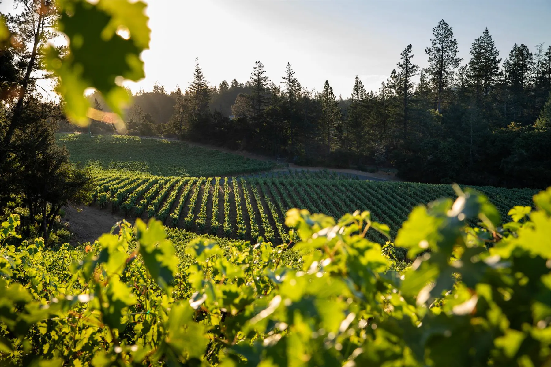 CADE Estate Winery - Angwin, CA | Tock