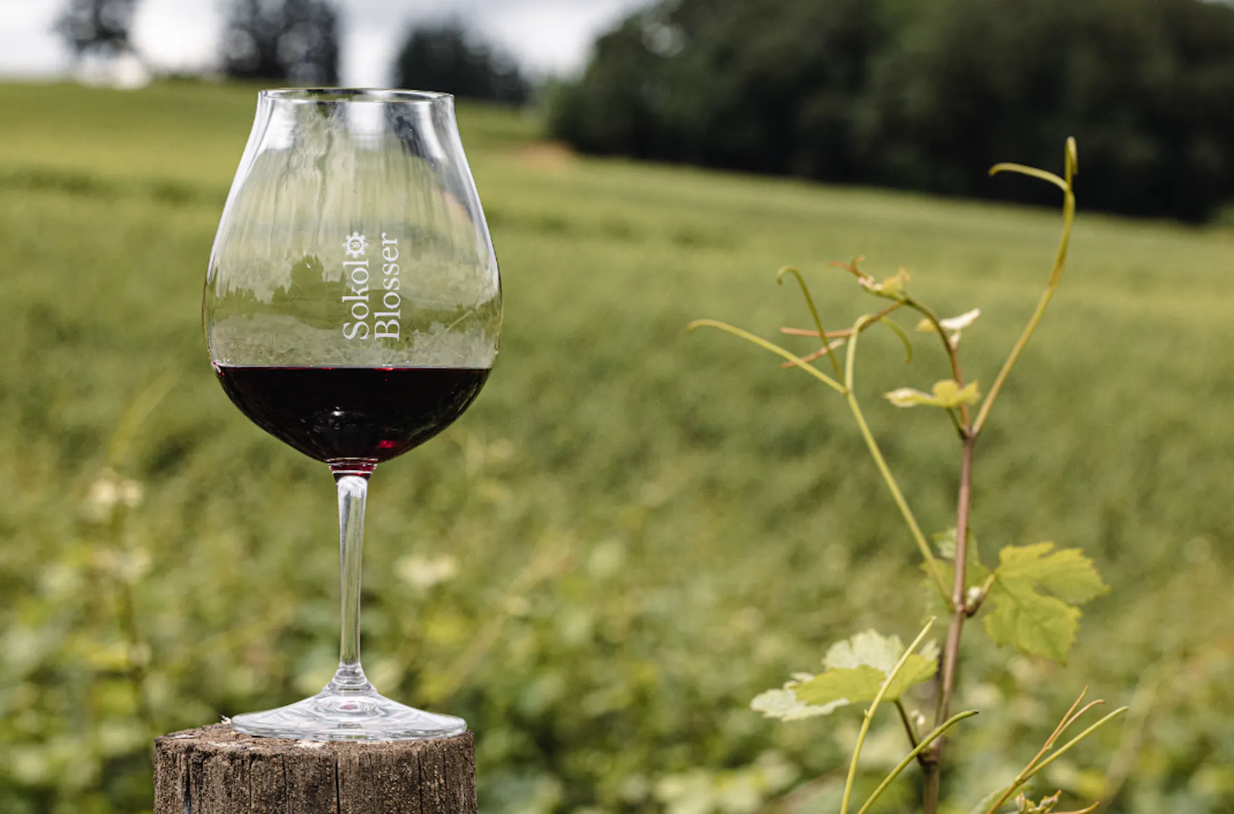 Sokol Blosser Winery - Winery Tour & Tasting - Dayton, OR | Tock