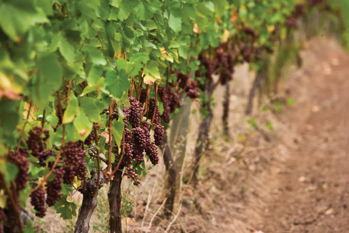 Sokol Blosser Winery - Wine Tasting Reservation - Dayton, OR | Tock