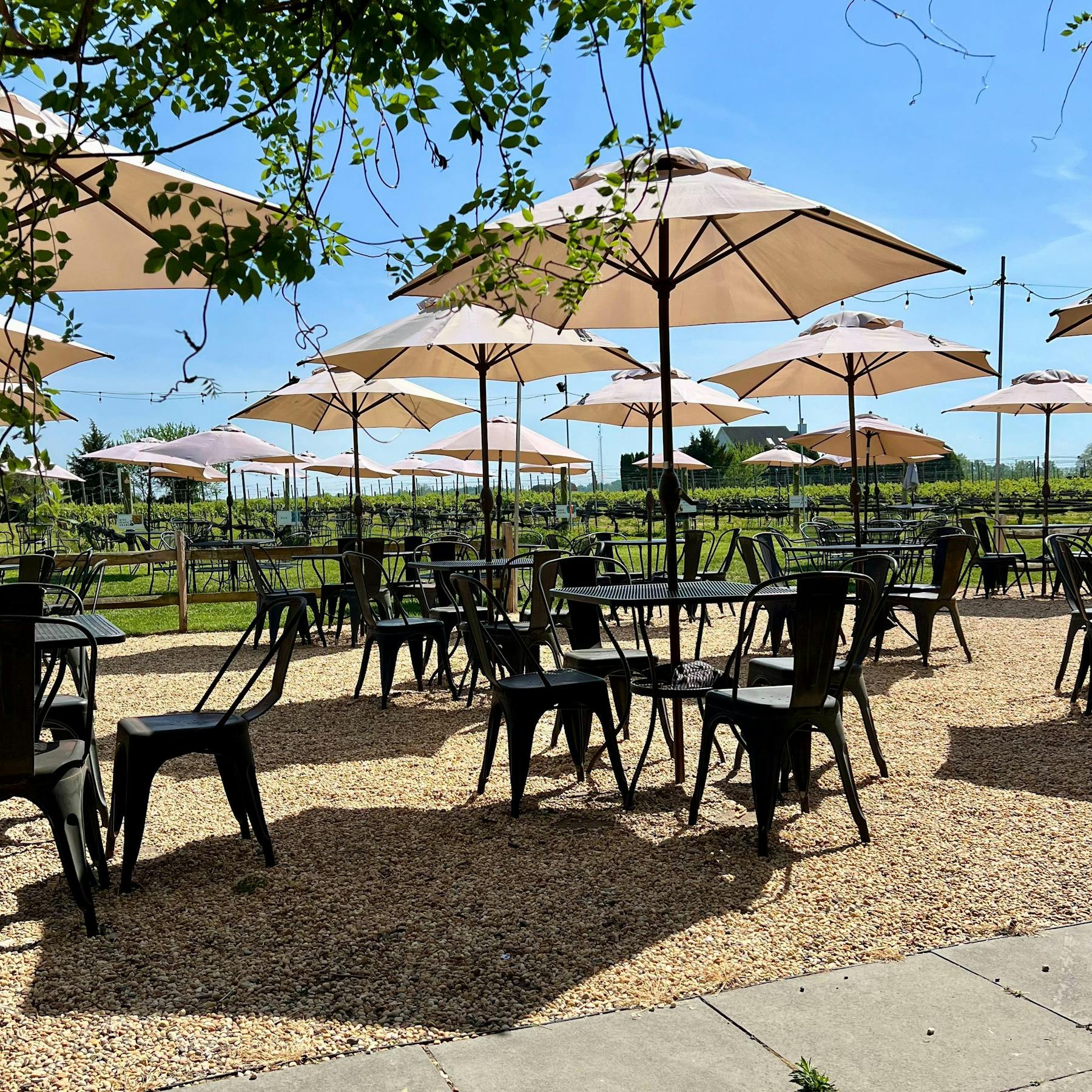 Auburn Road Vineyards - Pilesgrove, NJ | Tock