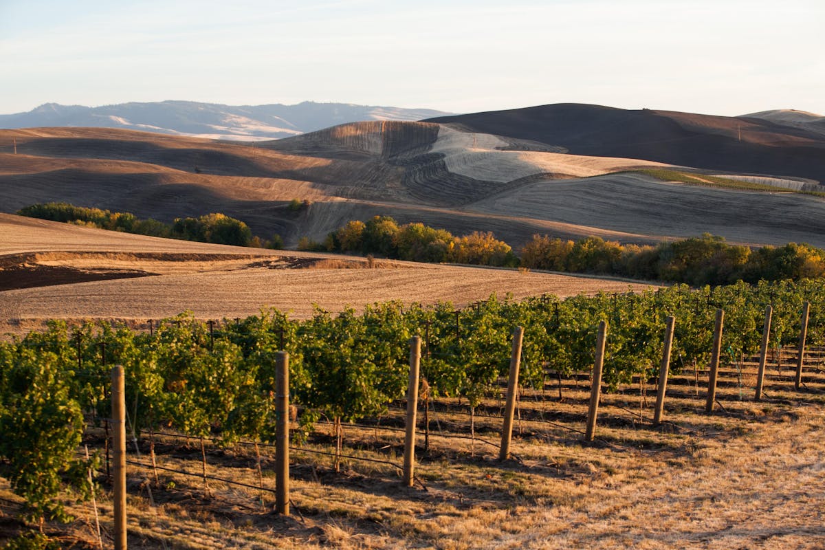 Waterbrook and Canoe Ridge Vineyard - Walla Walla, WA | Tock