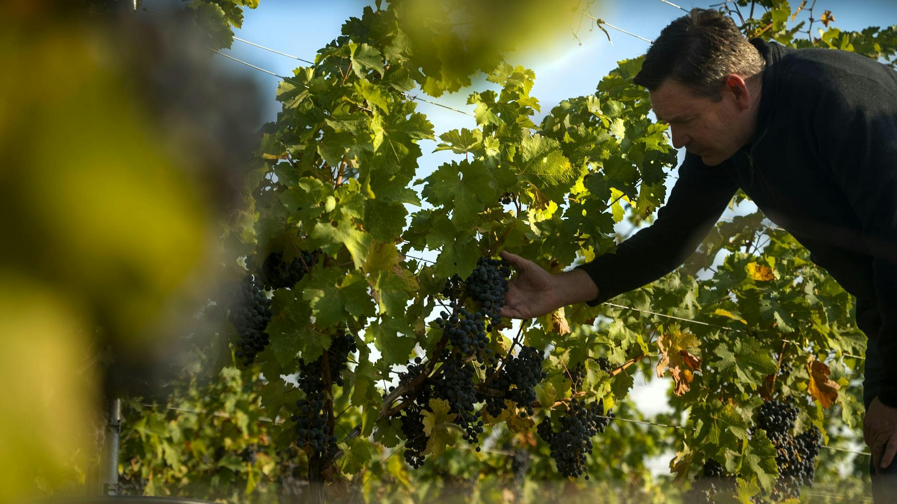 Phantom Creek Estates - Estate Tour and Tasting - Oliver, BC | Tock