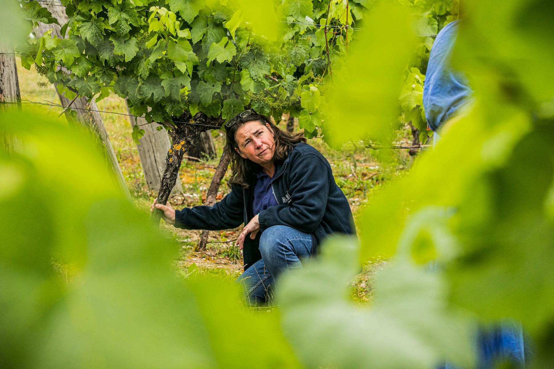 Hambledon Wine Estate - Hambledon, ENGLAND | Tock