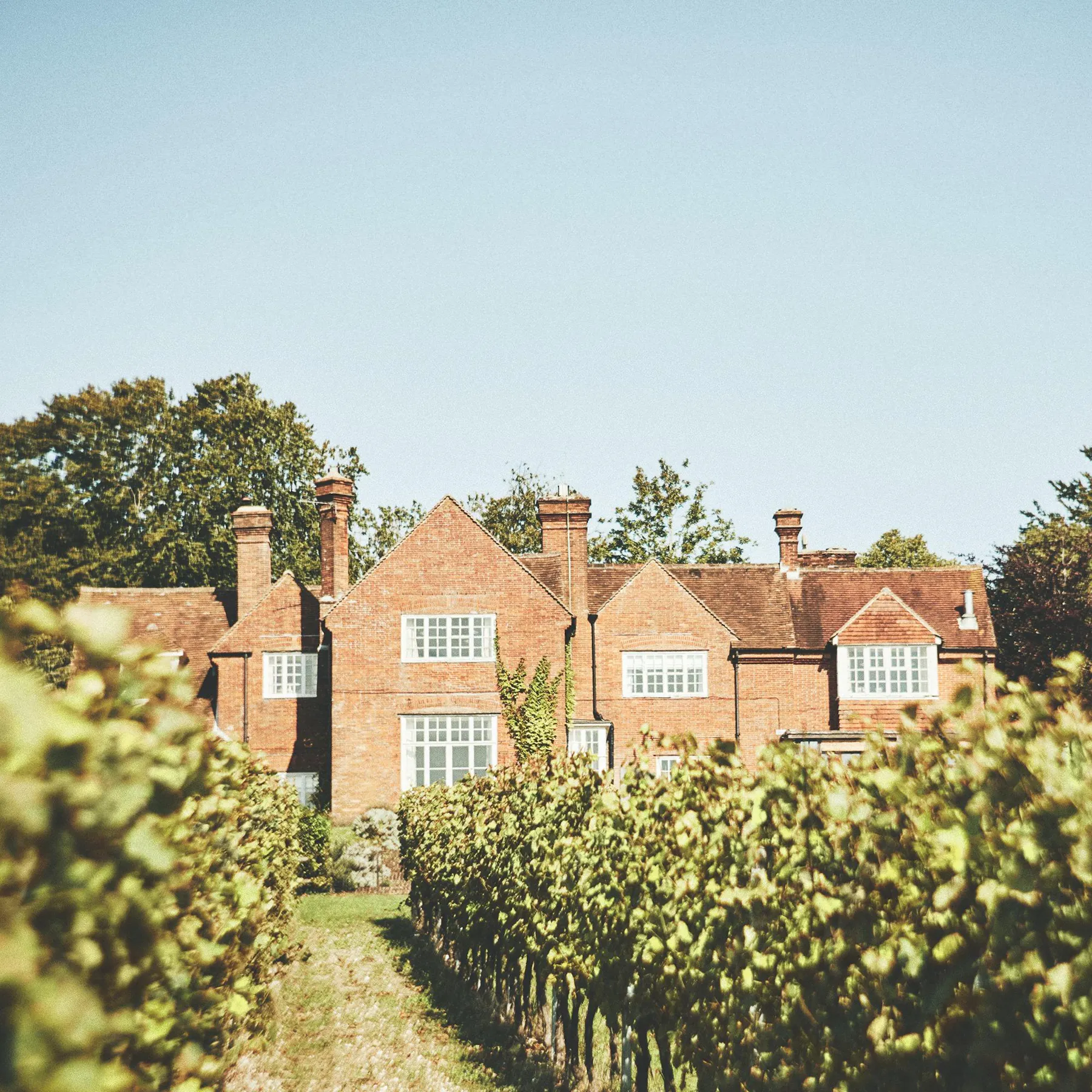 Hambledon Wine Estate - Hambledon, ENGLAND | Tock