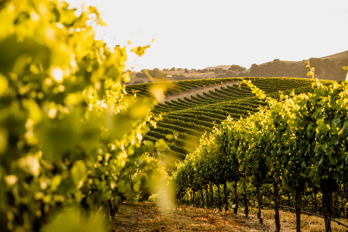 Artesa Vineyards & Winery - Unique Artesa Wine Experience - Napa, CA | Tock