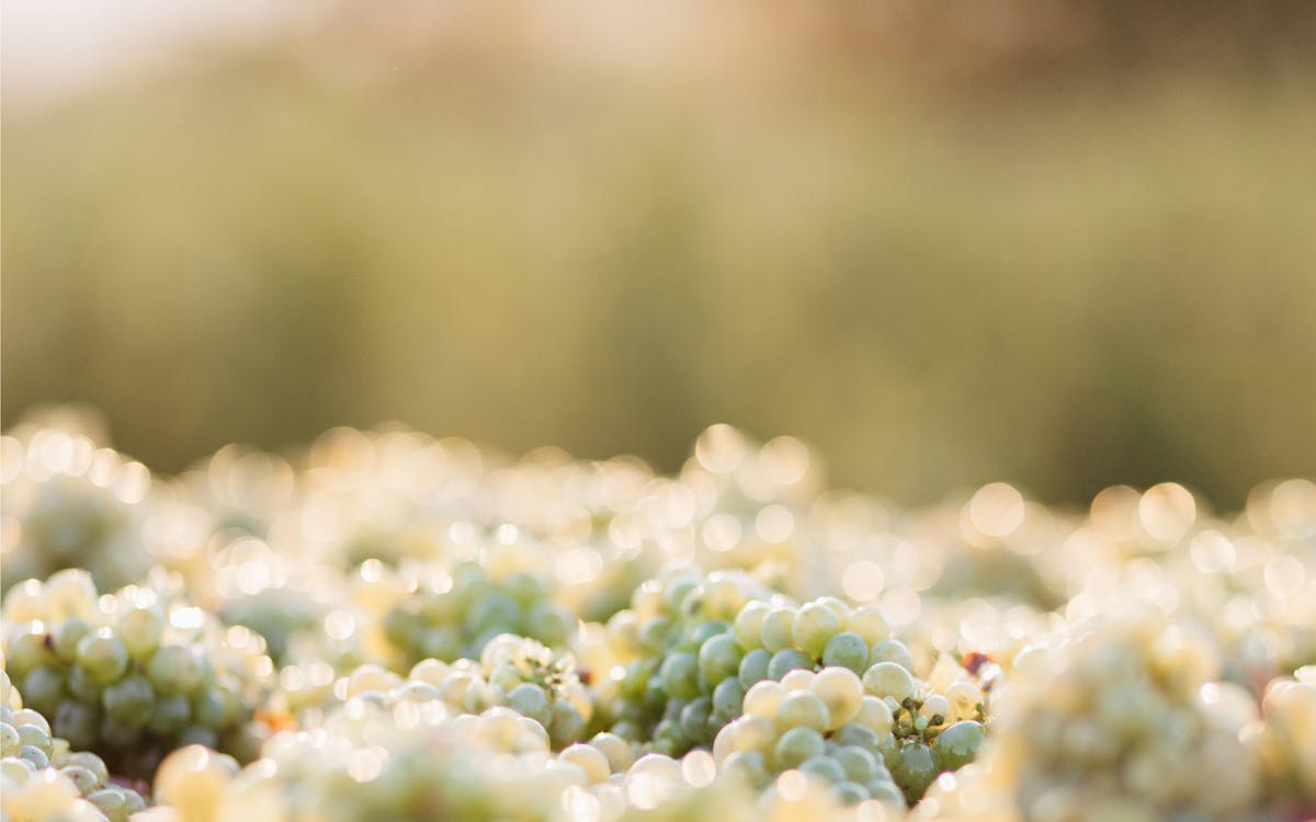 ONEHOPE Winery - Napa, CA | Tock