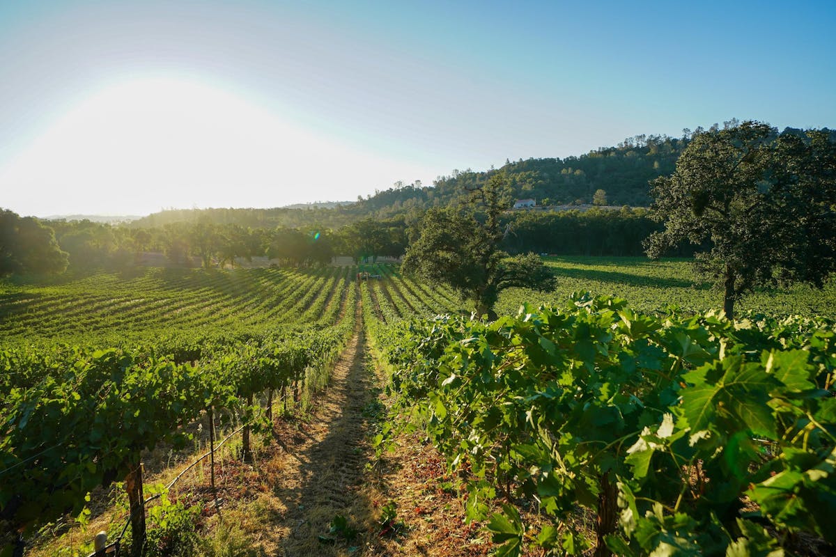 Ironstone Vineyards - Murphys, CA | Tock