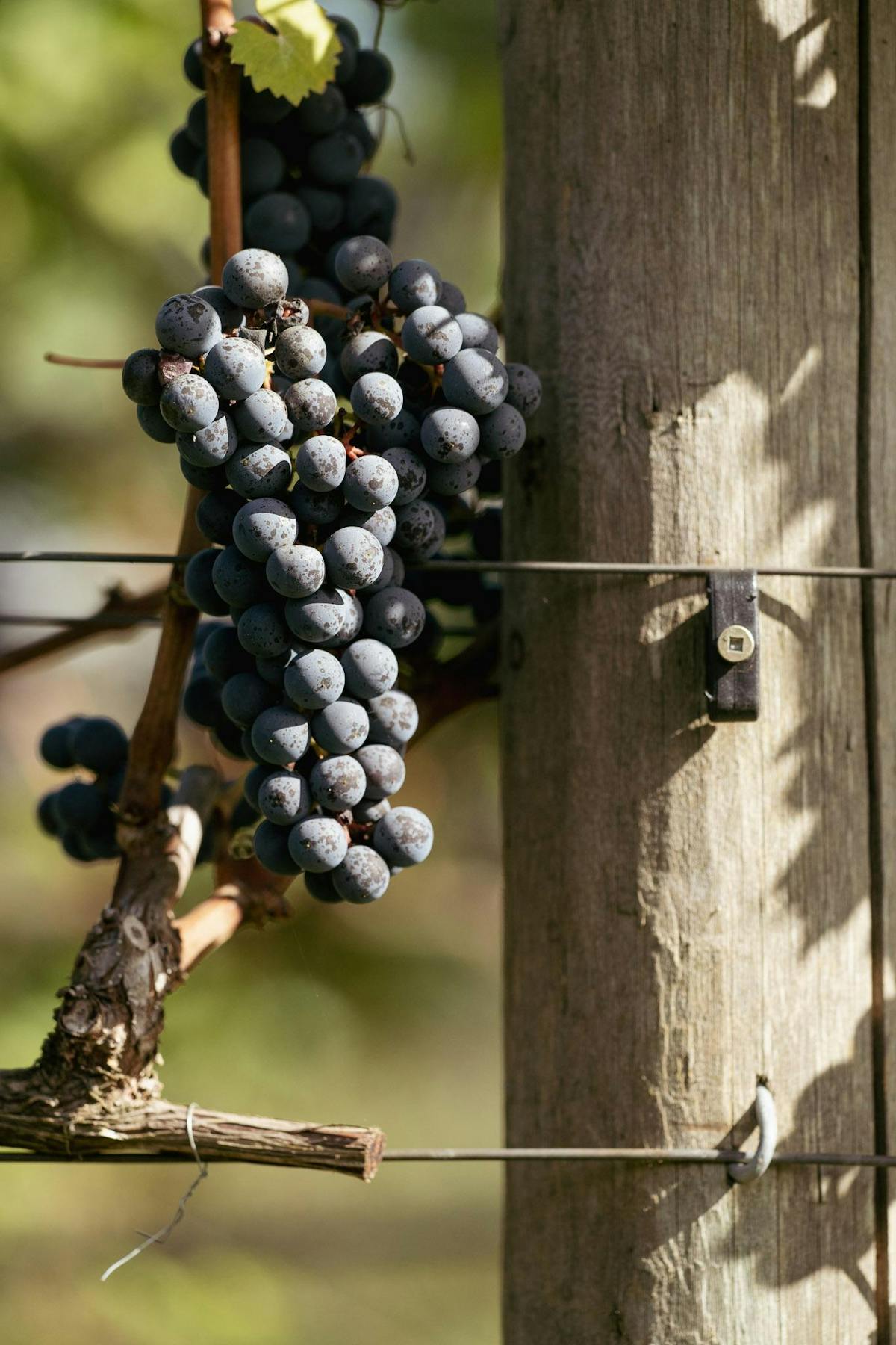 The Tasting Room at Unsworth Vineyards - Mill Bay, BC | Tock
