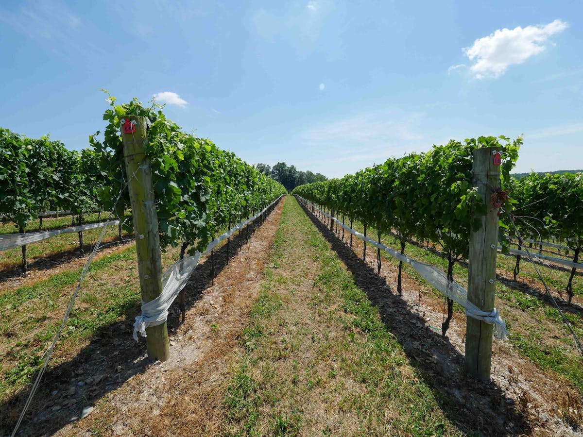 Linganore Winecellars - Mount Airy, MD | Tock