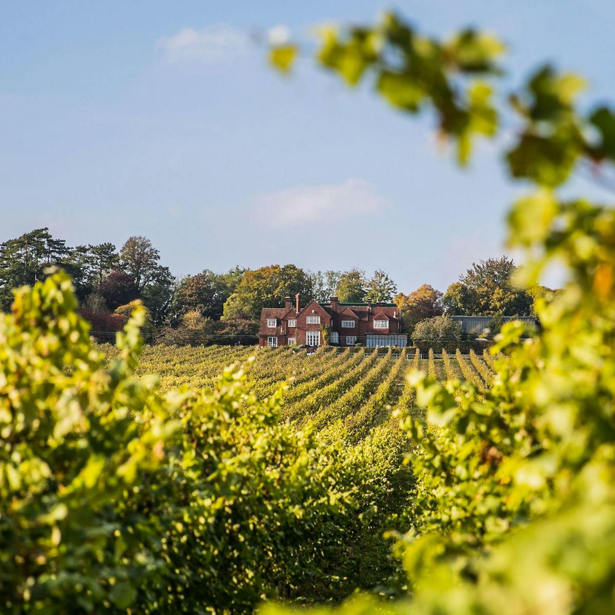 Hambledon Wine Estate - Hambledon, ENGLAND | Tock