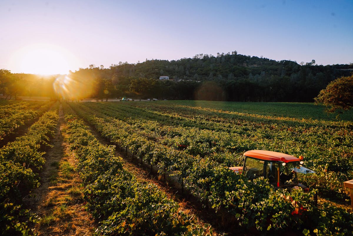 Ironstone Vineyards - Murphys, CA | Tock