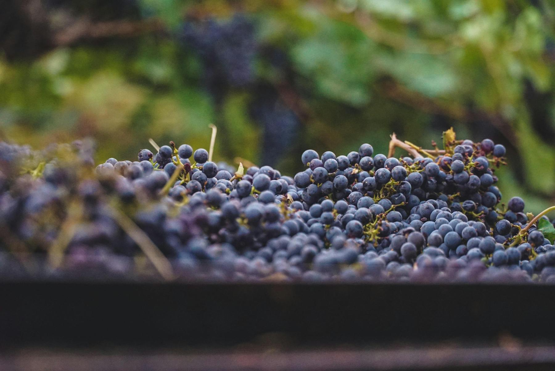 Ironstone Vineyards - Murphys, CA | Tock