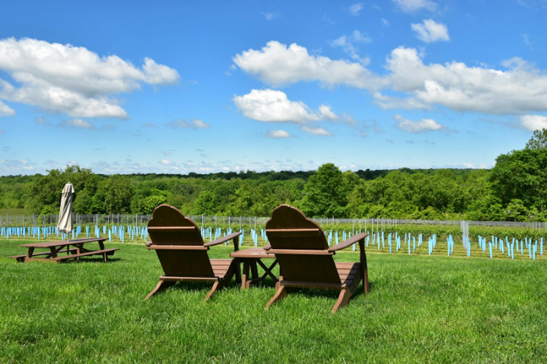 Windridge Vineyards - Darnestown, MD | Tock