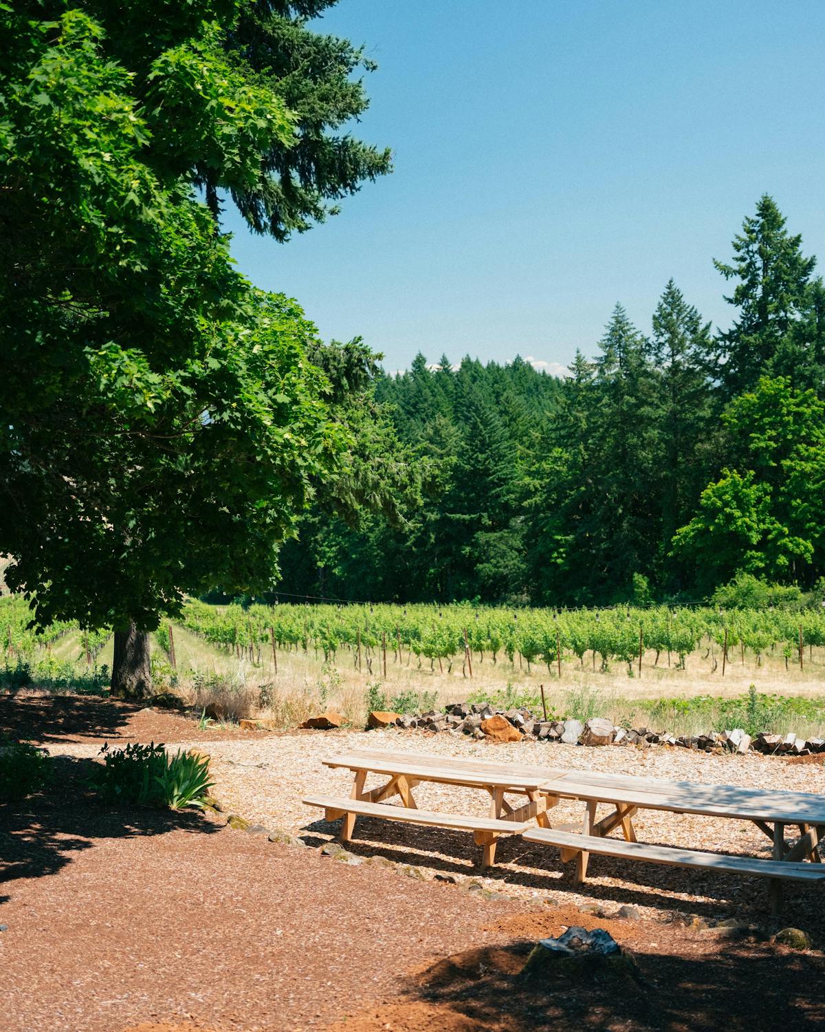 Evening Land Vineyards - Evening Land Experiences - Salem, OR | Tock