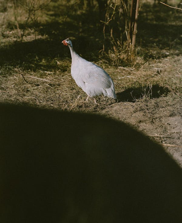 Hiyu Wine Farm - Big Party - Hood River, OR | Tock